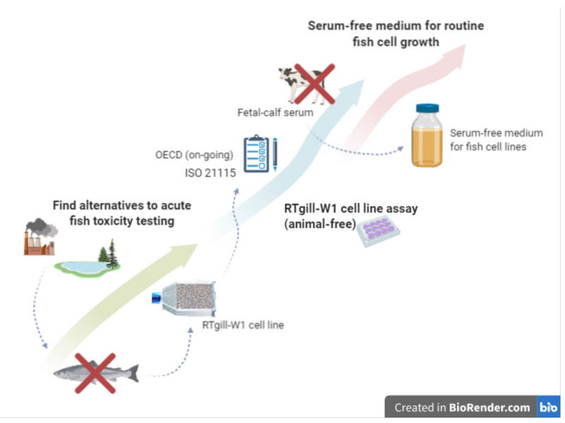 Nutritional requirements of fish cell lines - Eawag