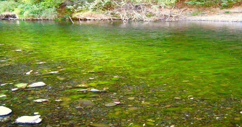 Aquatic Biofilms - Eawag