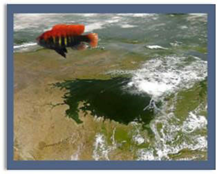 Department Fish Ecology & Evolution - Eawag