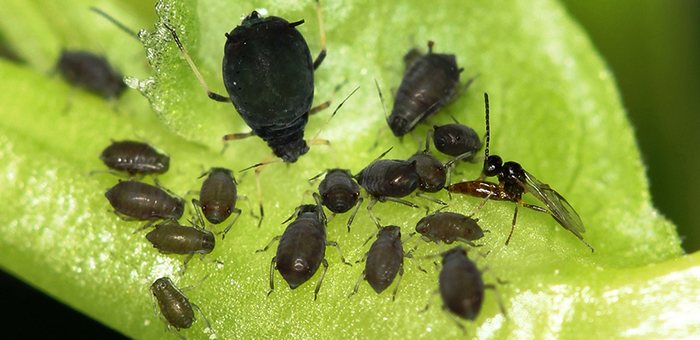 Eawag - Swiss Federal Institute of Aquatic Science and Technology - Eawag