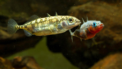 Eawag - Swiss Federal Institute of Aquatic Science and Technology - Eawag